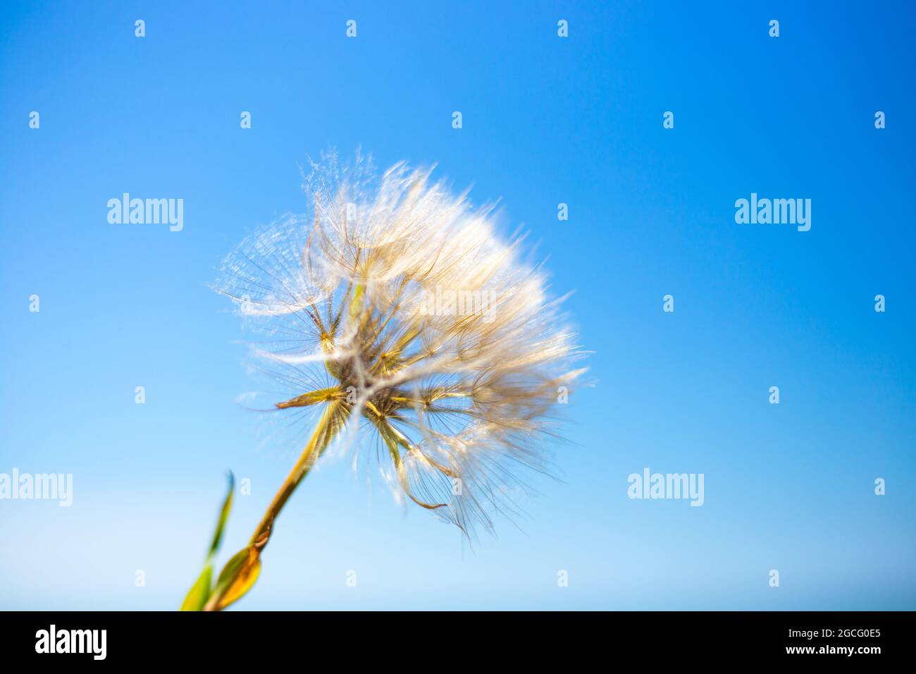 Fluffy dandelion against the blue sky. Seeds flying in the wind Stock ...