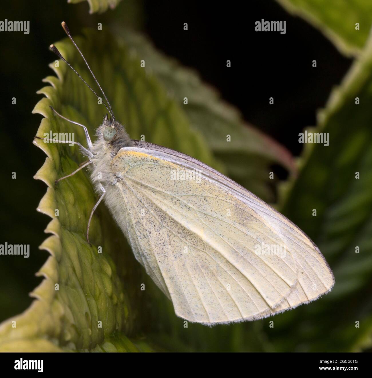 Large Cabbage White Butterfly Stock Photo - Alamy