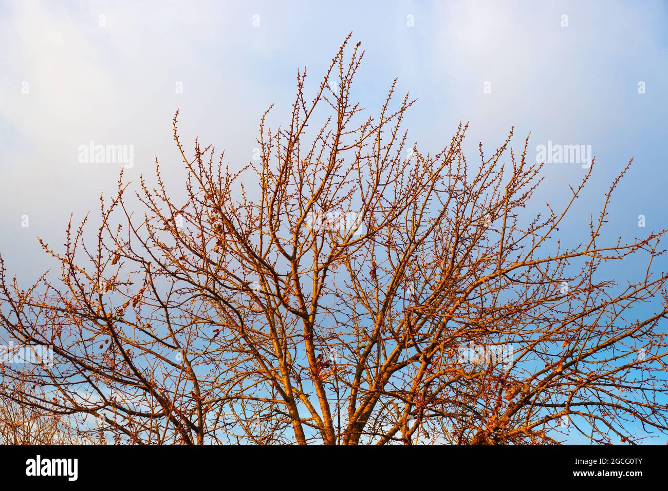 Dry branches of a tree without leaves in autumn against the backdrop of ...