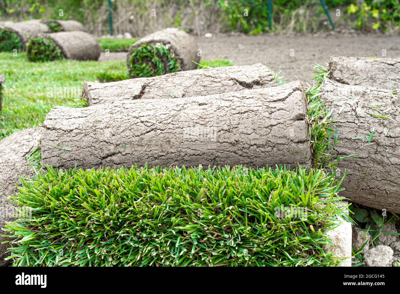 Laying of a rolled lawn Stock Photo - Alamy