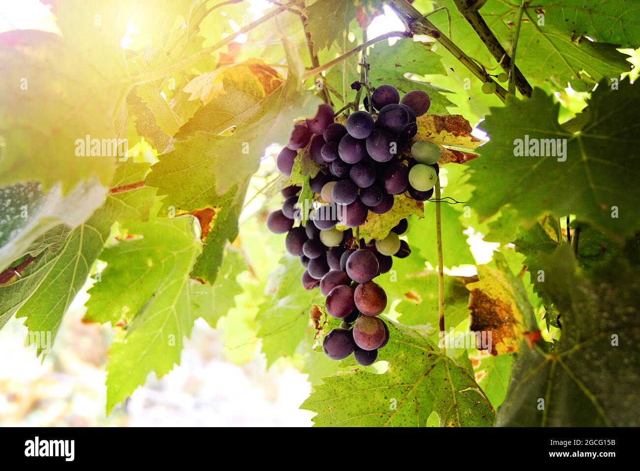 Beautiful grape hi-res stock photography and images - Alamy