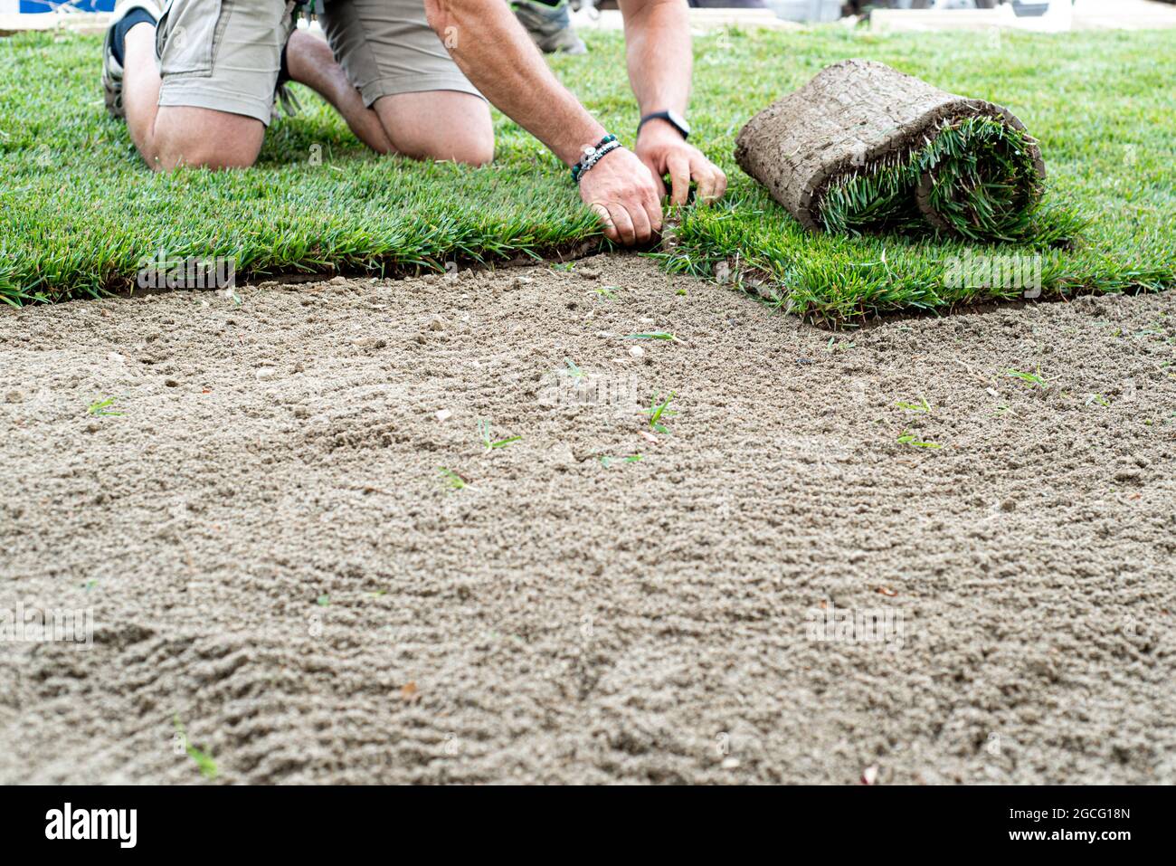Gardener laying sod for the new lawn. Natural grass installation.Laying ...