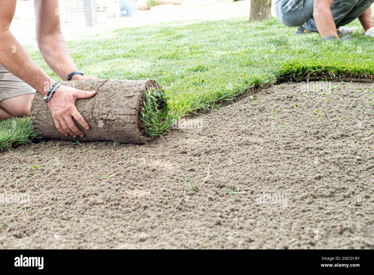 Gardener laying sod for the new lawn. Natural grass installation.Laying ...