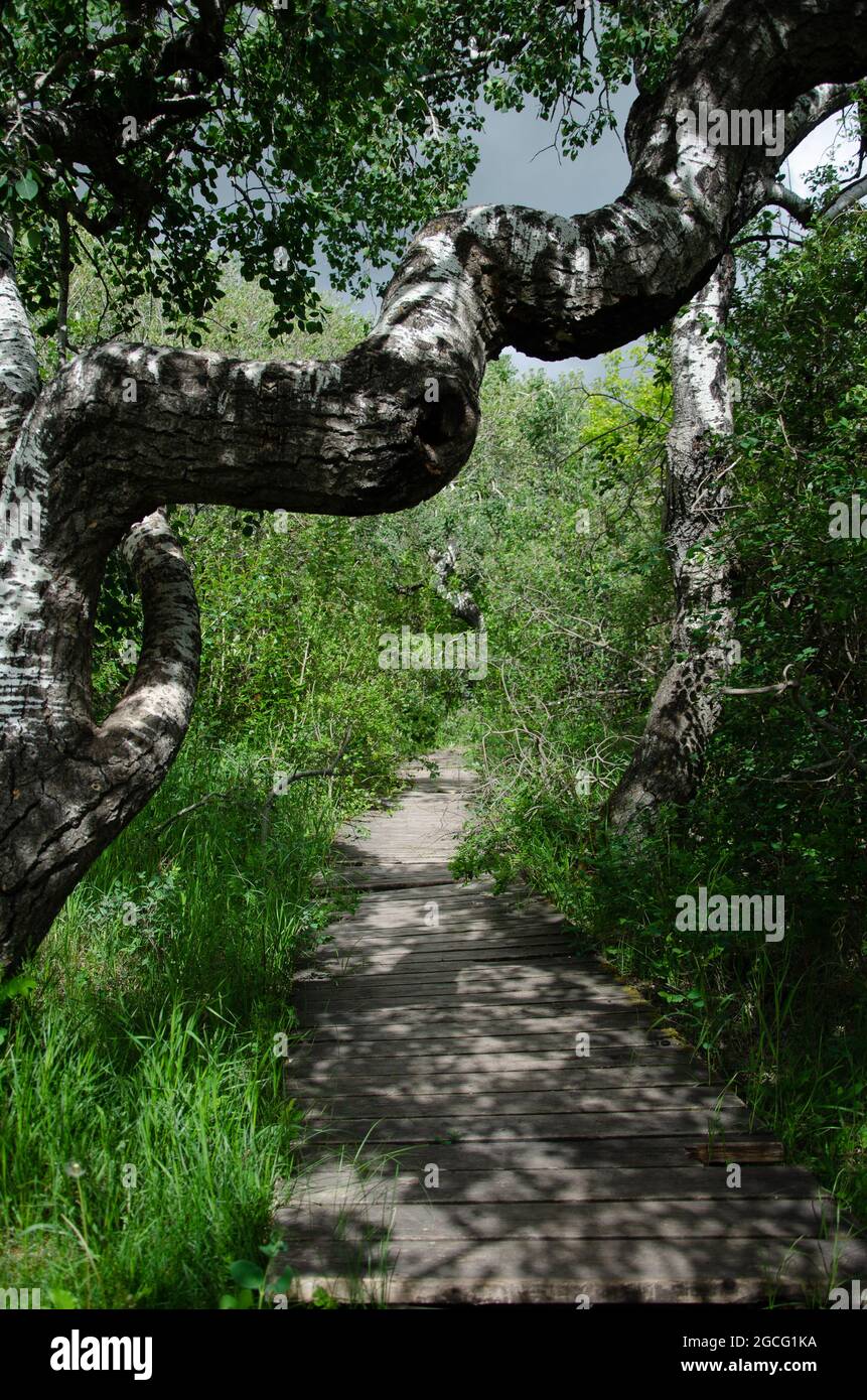 A vertical shot of a lush green forest with a big curvy tree and a wooden walkway in the middle ...