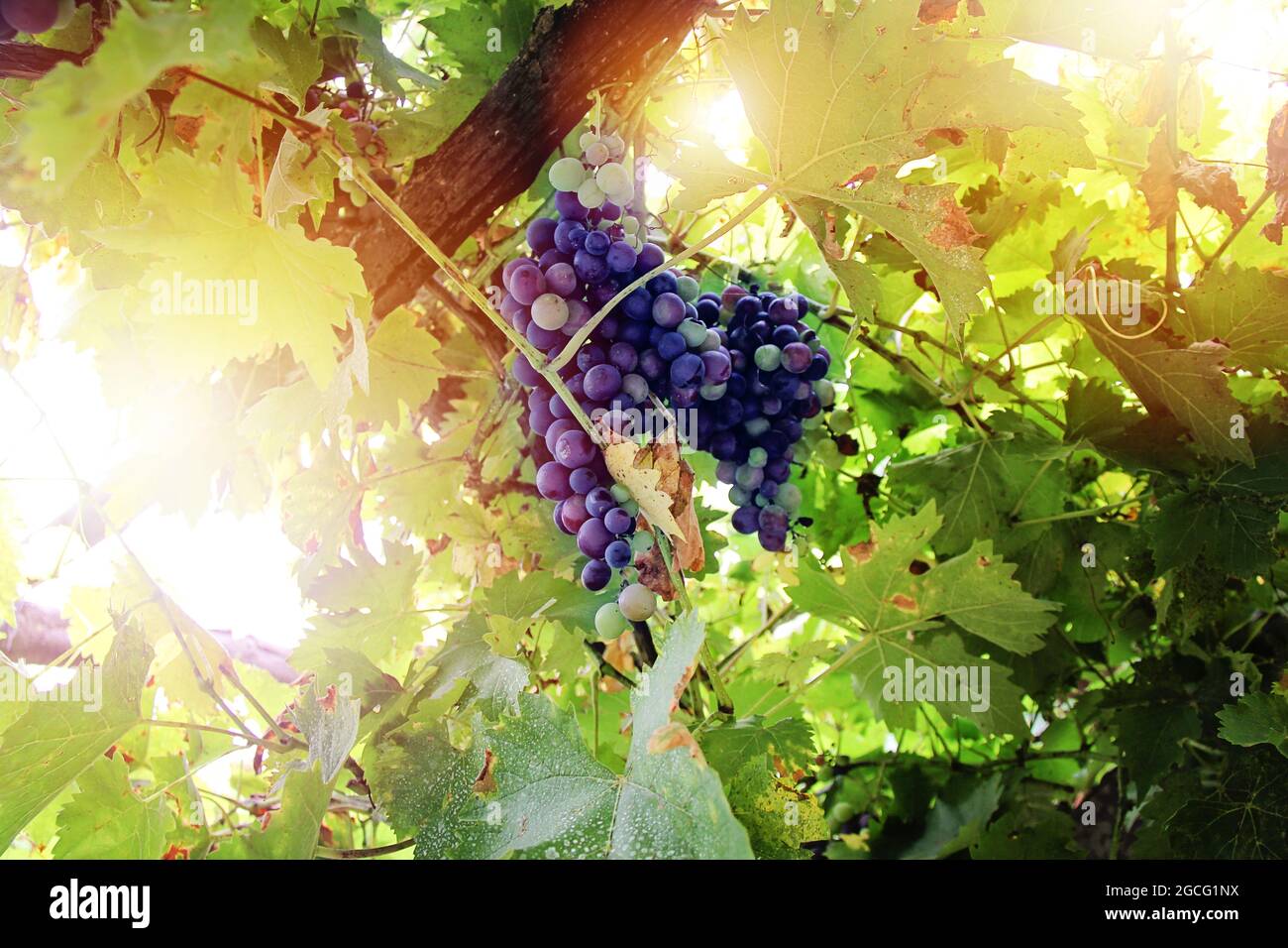 Beautiful Grape at sunset in autumn harvest. Ripe grapes in fall Stock ...
