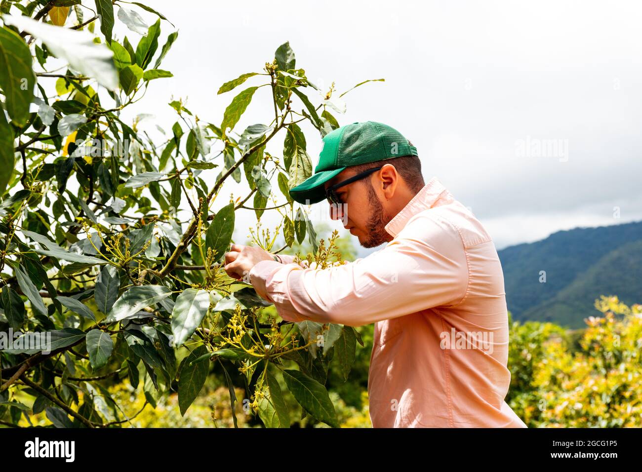 Young agronomist with sunglasses inspecting avocado tree, organic and ...