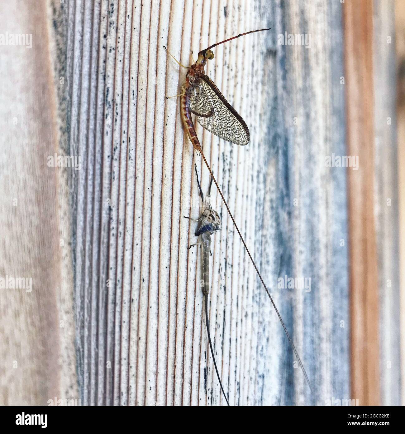Canada rivers fishing hi-res stock photography and images - Alamy
