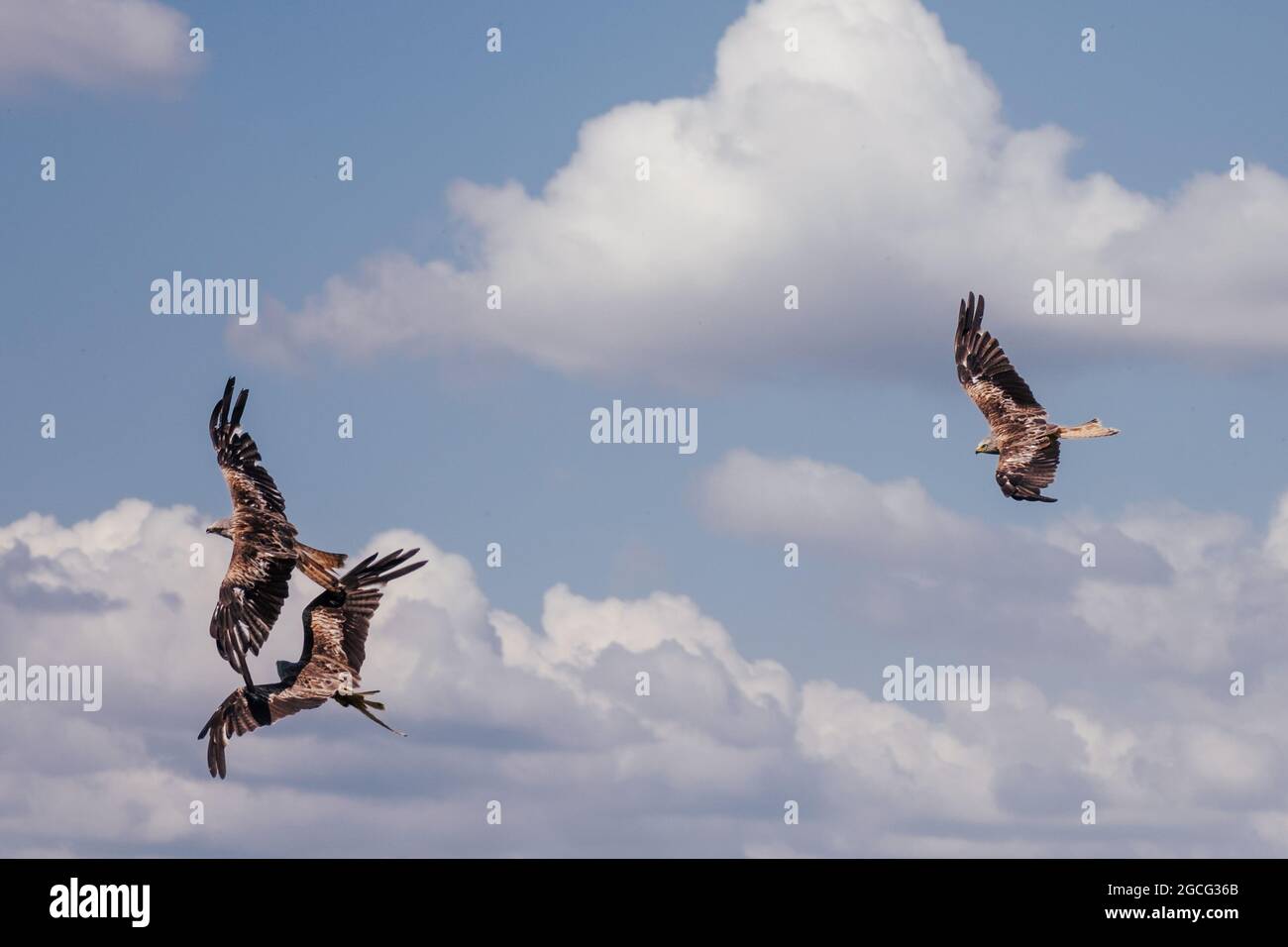 Red kites brecon beacons hi-res stock photography and images - Alamy