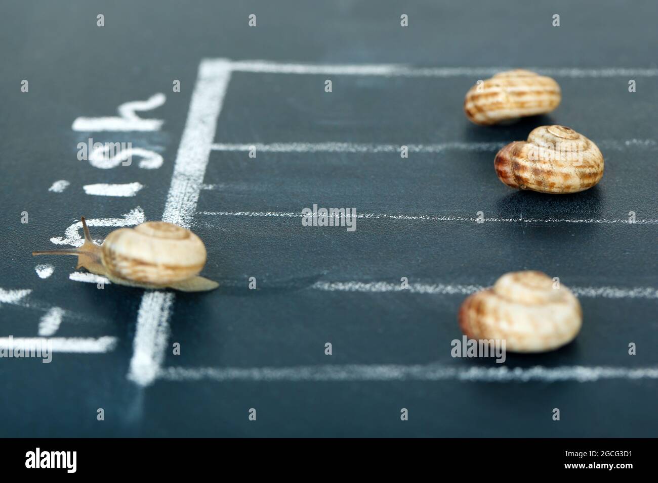 Racing snails close-up Stock Photo - Alamy