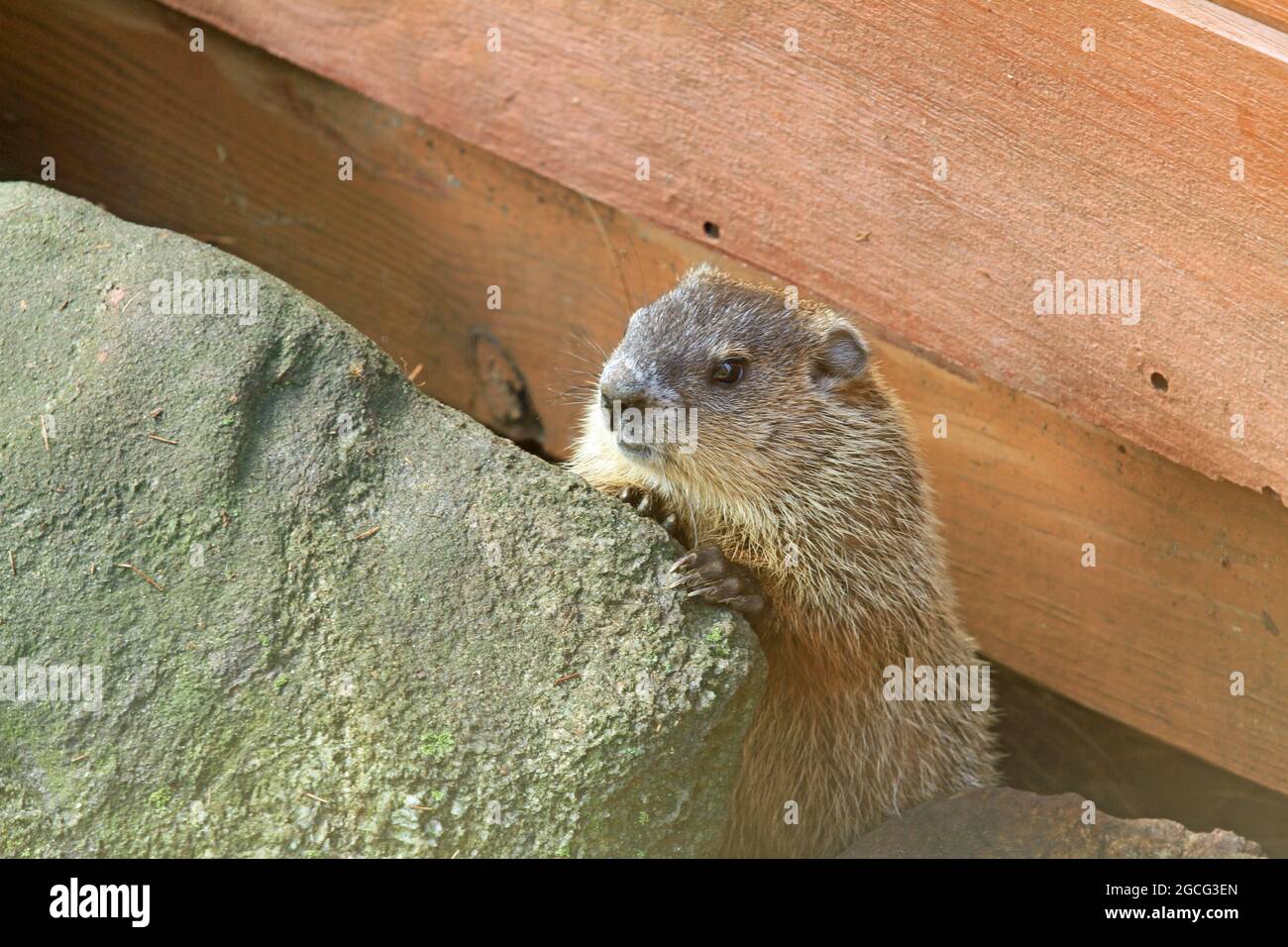 A young ground hog (Marmota monax) outside its underground burrow ...