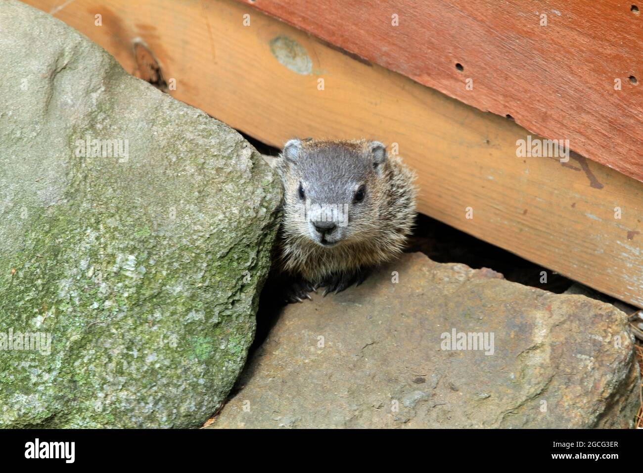 A young groundhog (Marmota monax) outside its underground burrow ...