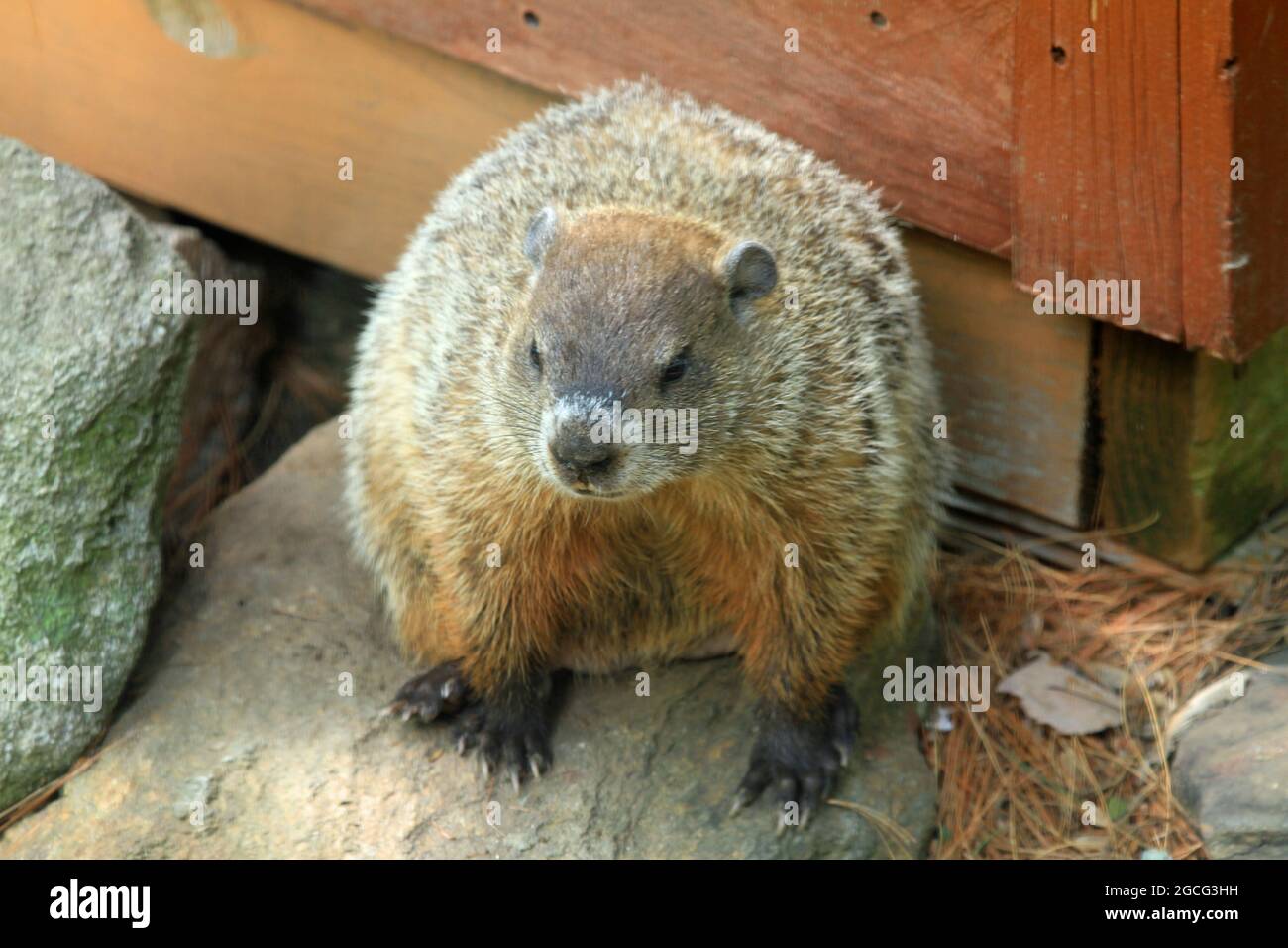 A chubby mother groundhog (Marmota monax) sitting outside her ...