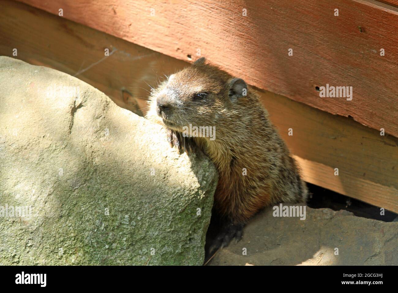 A young ground hog (Marmota monax) outside its underground burrow ...