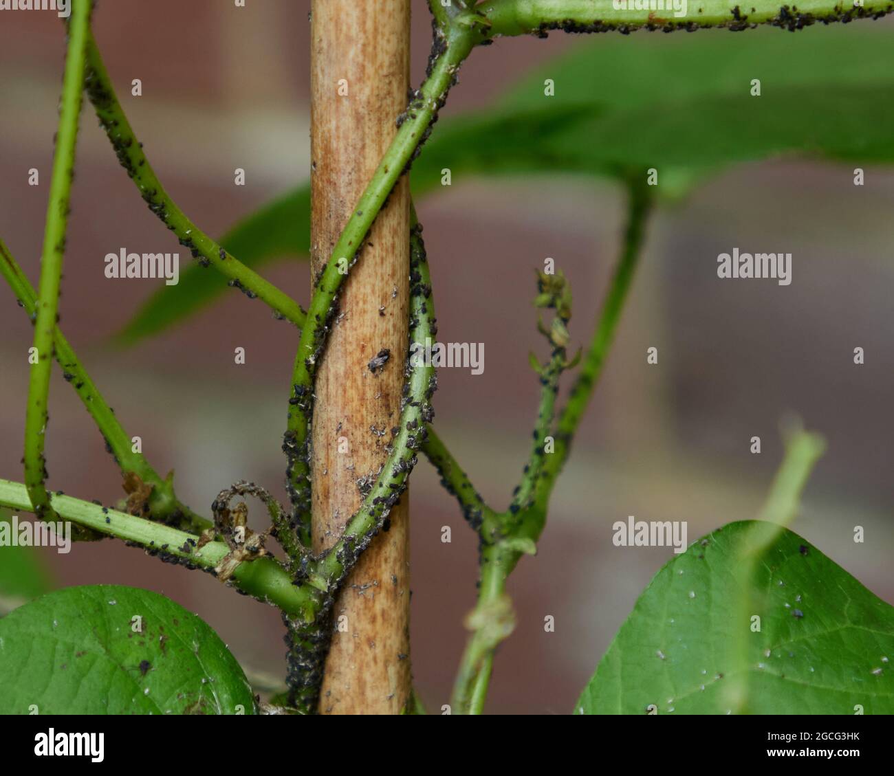 Blackfly on runnerbean stems after spraying with washing-up liquid ...