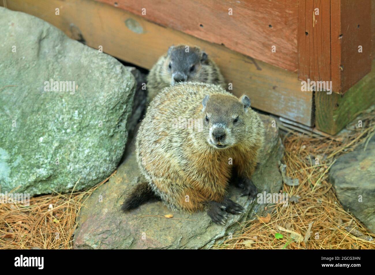 A chubby mother groundhog (Marmota monax) and one of her pups sitting ...