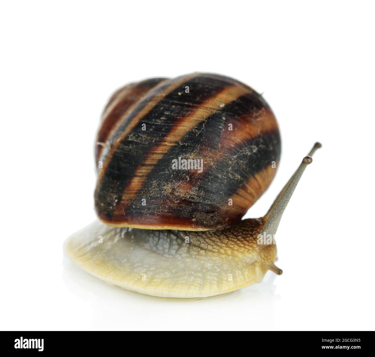 Snail isolated on white Stock Photo - Alamy