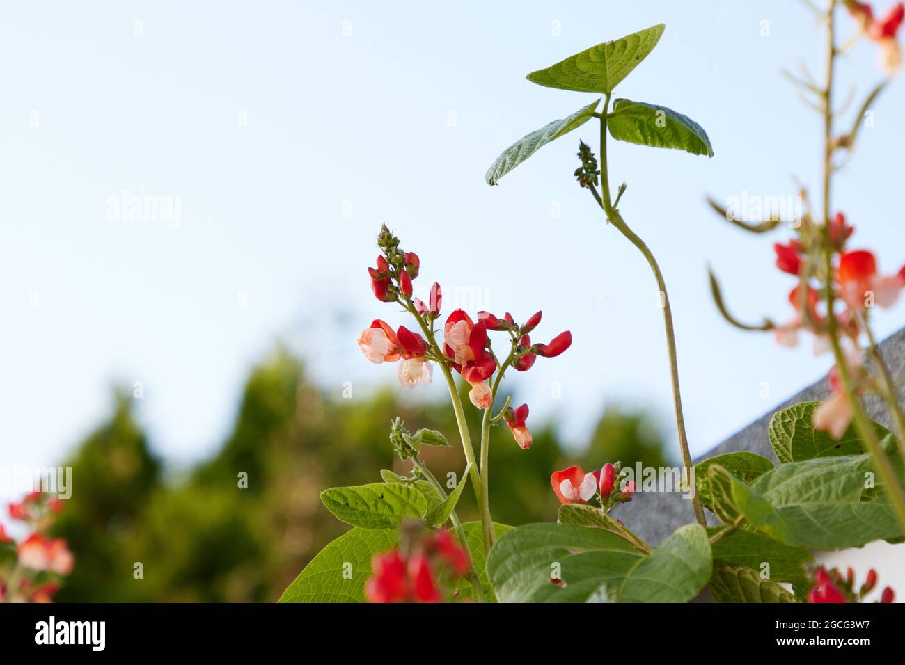 Runner beans with multiple coloured flowers and green leaves seen in ...