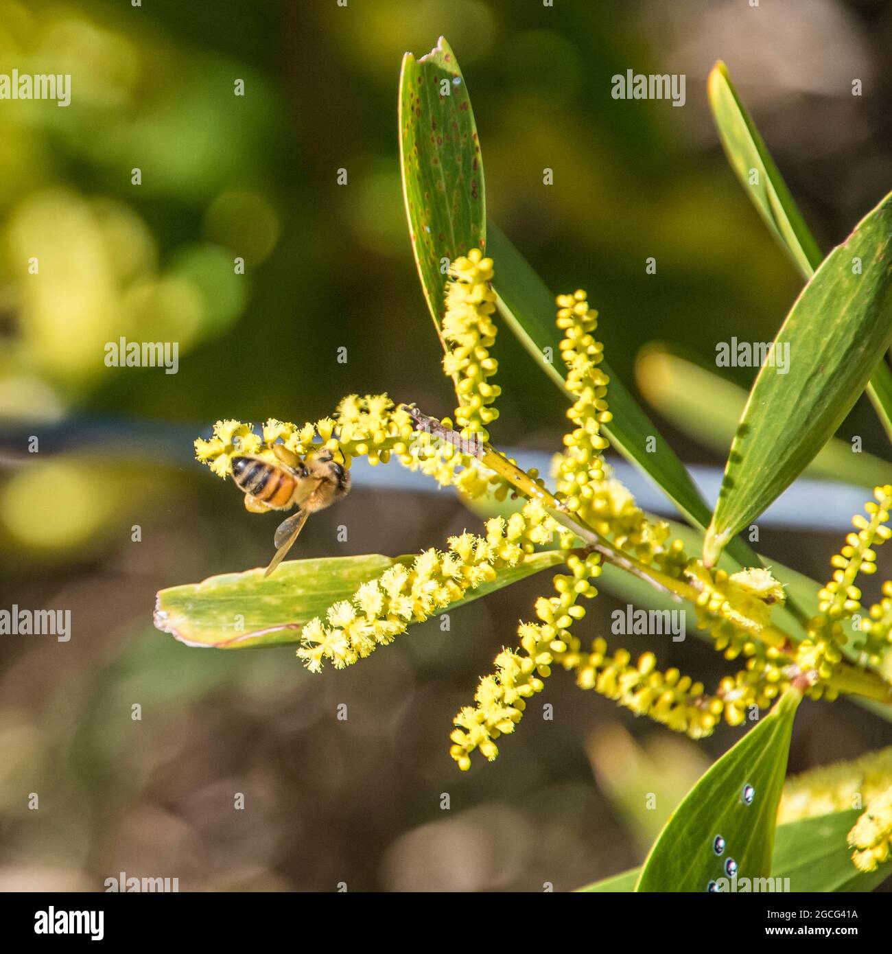 Back to nature with yellow wattle, green leaves and honey bee at Umina ...