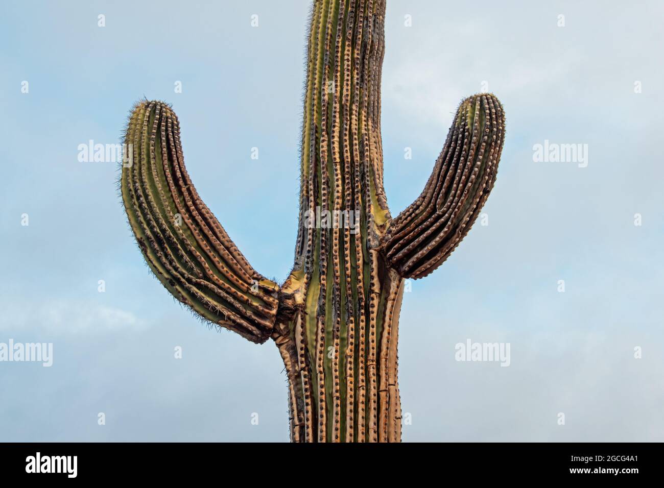 Fire wildfire cactus hi-res stock photography and images - Alamy
