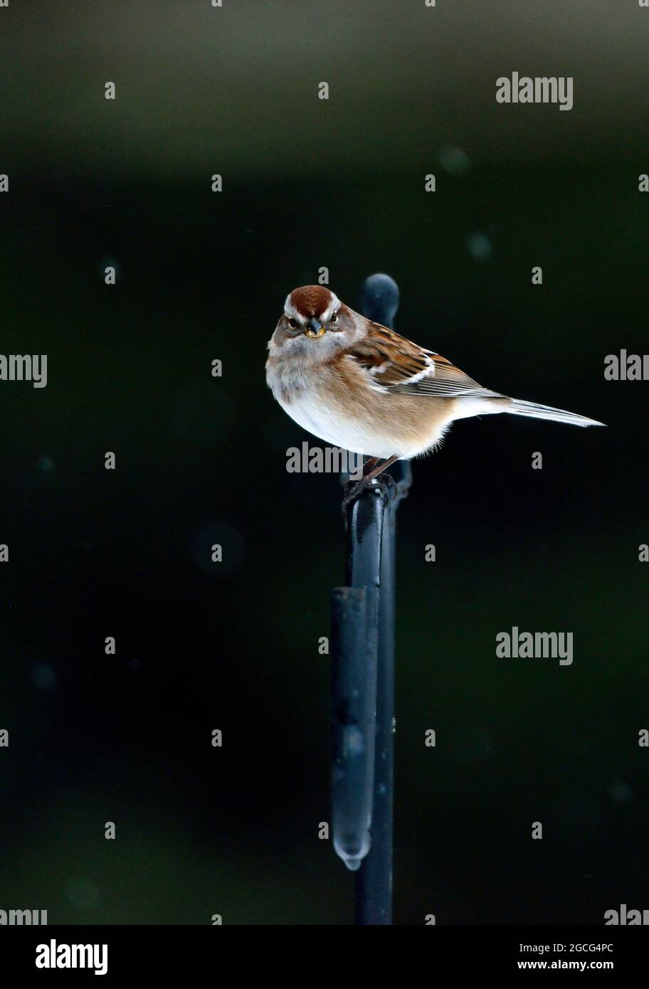 The American Tree Sparrow (Spizelloides arborea ), also known as the ...