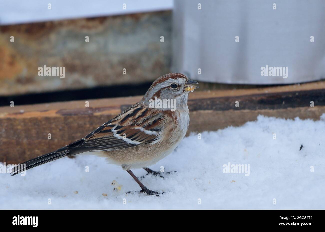 The American Tree Sparrow (Spizelloides arborea ), also known as the ...