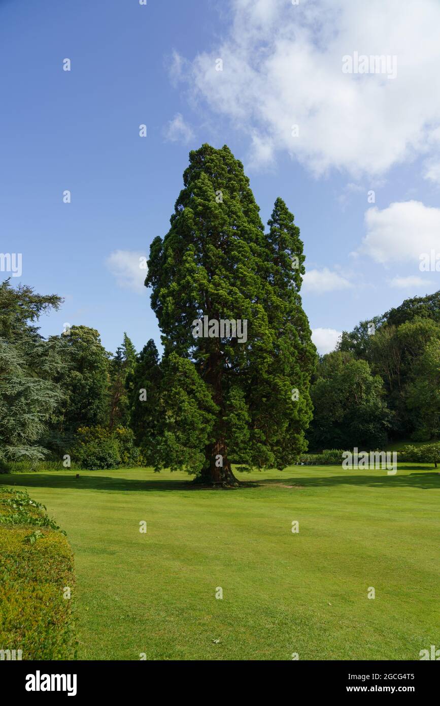 Proud tree hi-res stock photography and images - Alamy