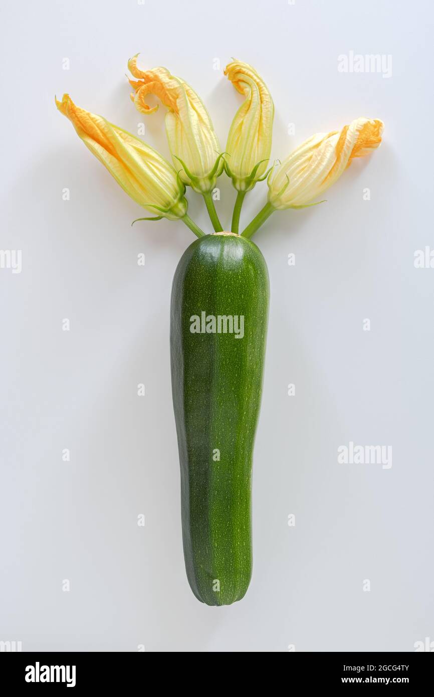 Fresh courgette flowers and Zucchini. Blossoms Squash Flowers ...
