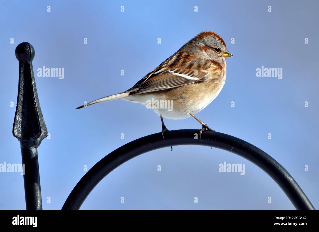 The American Tree Sparrow (Spizelloides arborea ), also known as the ...