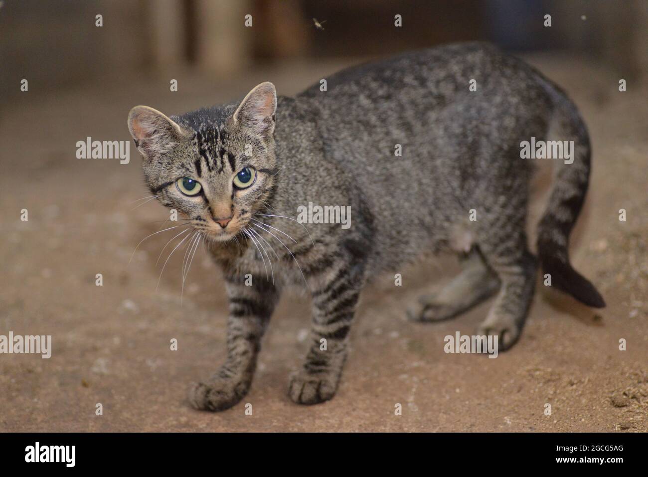 Cats offspring on the farm Stock Photo - Alamy