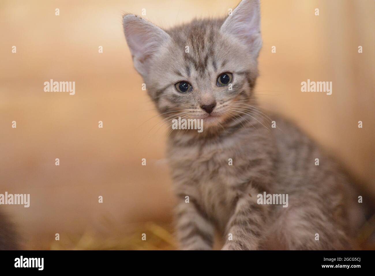Cats offspring on the farm Stock Photo - Alamy