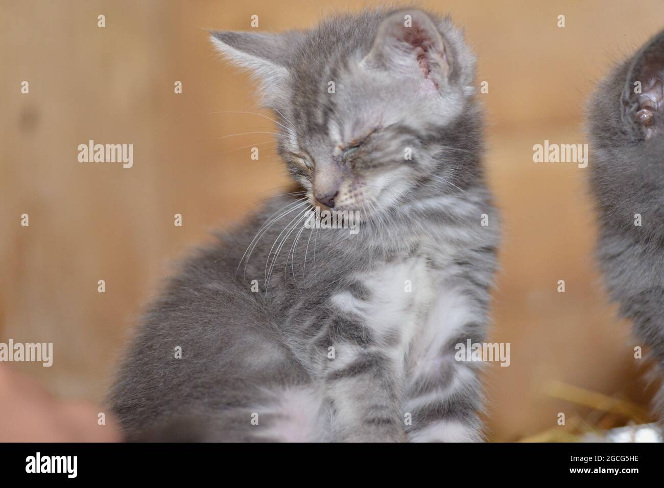 Cats offspring on the farm Stock Photo - Alamy