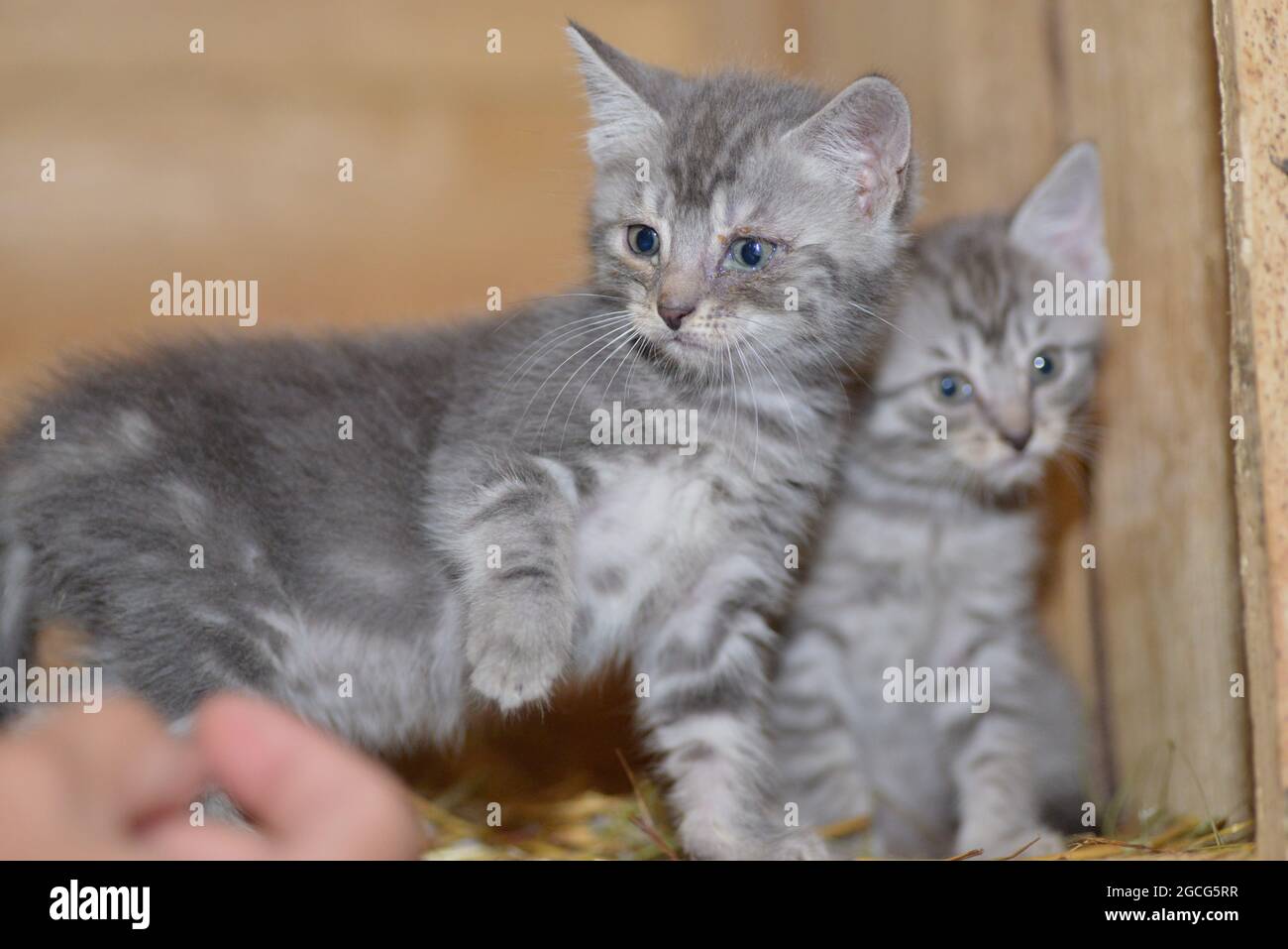 Cats offspring on the farm Stock Photo - Alamy
