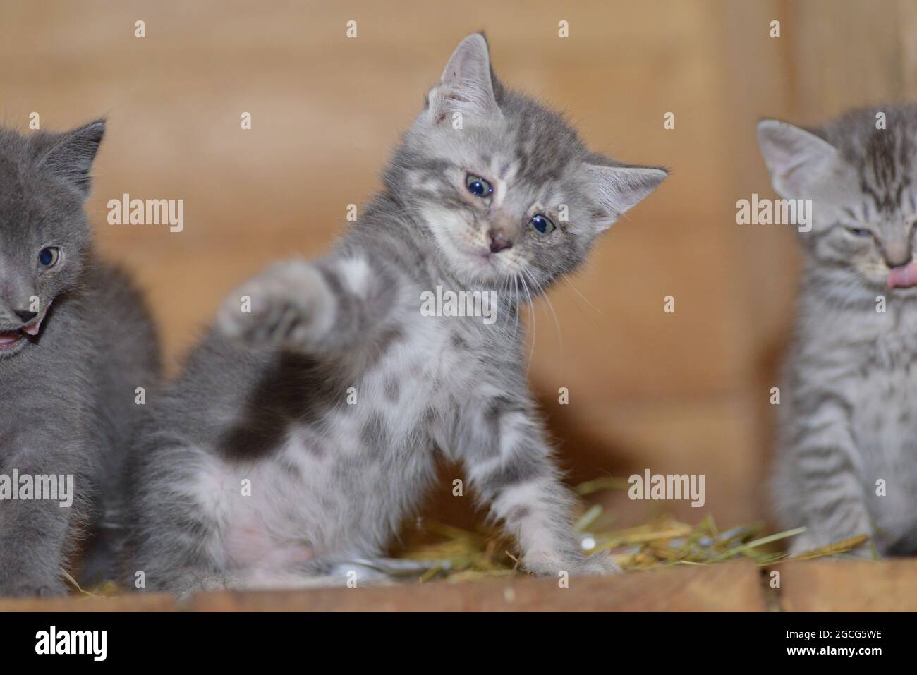 Cats offspring on the farm Stock Photo - Alamy