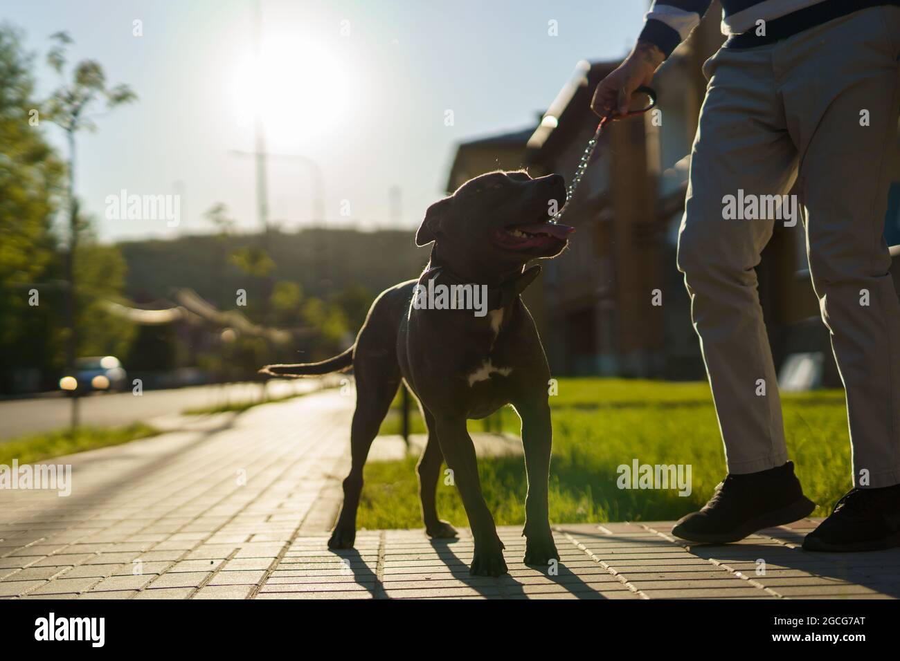 Man walking his dog apbt American pit bull terrier going out from his ...