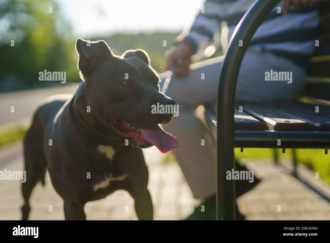Man walking his dog apbt American pit bull terrier going out from his ...