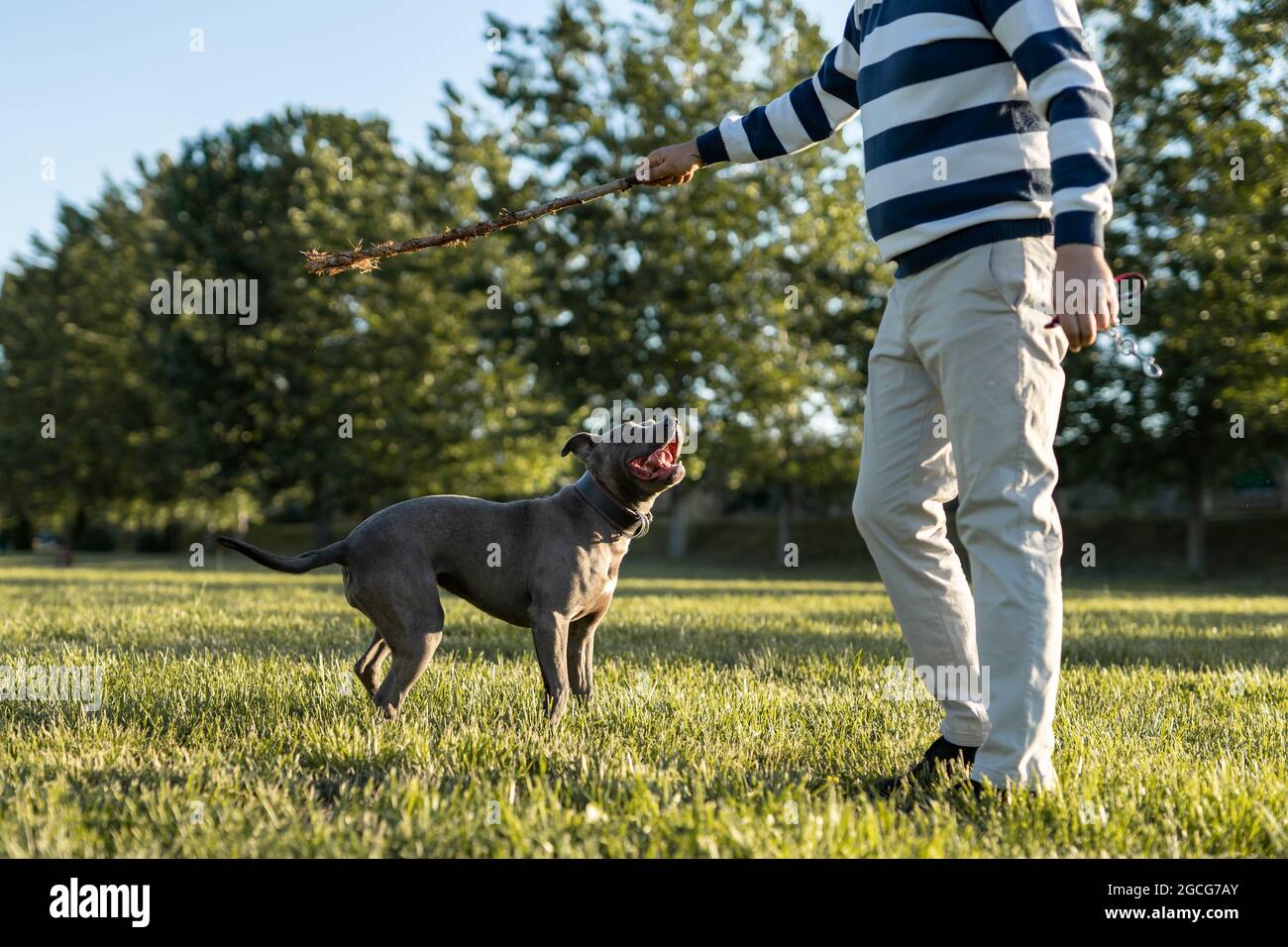 Happy pit bull hi-res stock photography and images - Alamy
