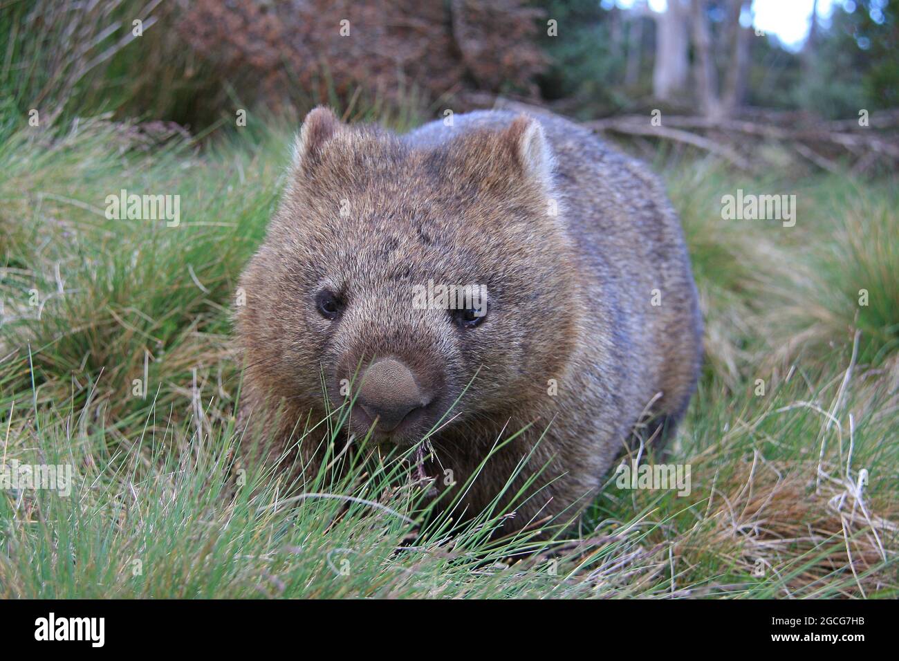 a wombat sitting on top of a grass covered field Stock Photo - Alamy