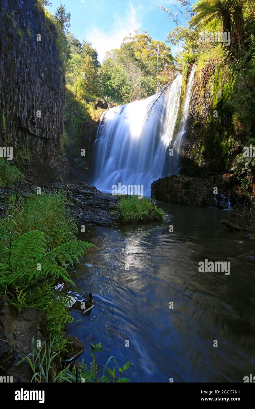 guide falls waterfall in a forest in tasmania Stock Photo - Alamy