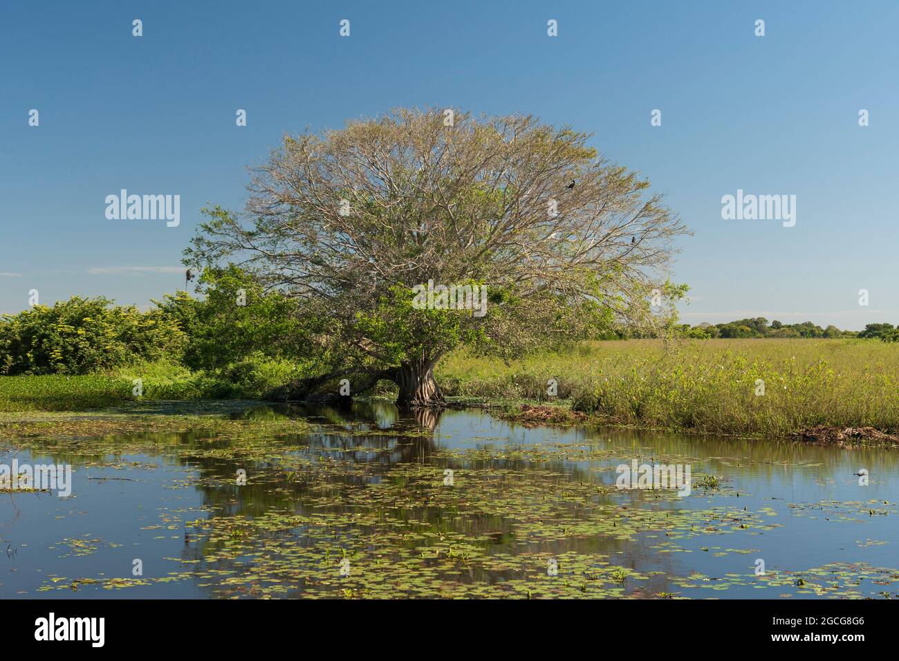 Wetland Tree and Water Vegetation in a Pond in the Pantanal in Brazil ...