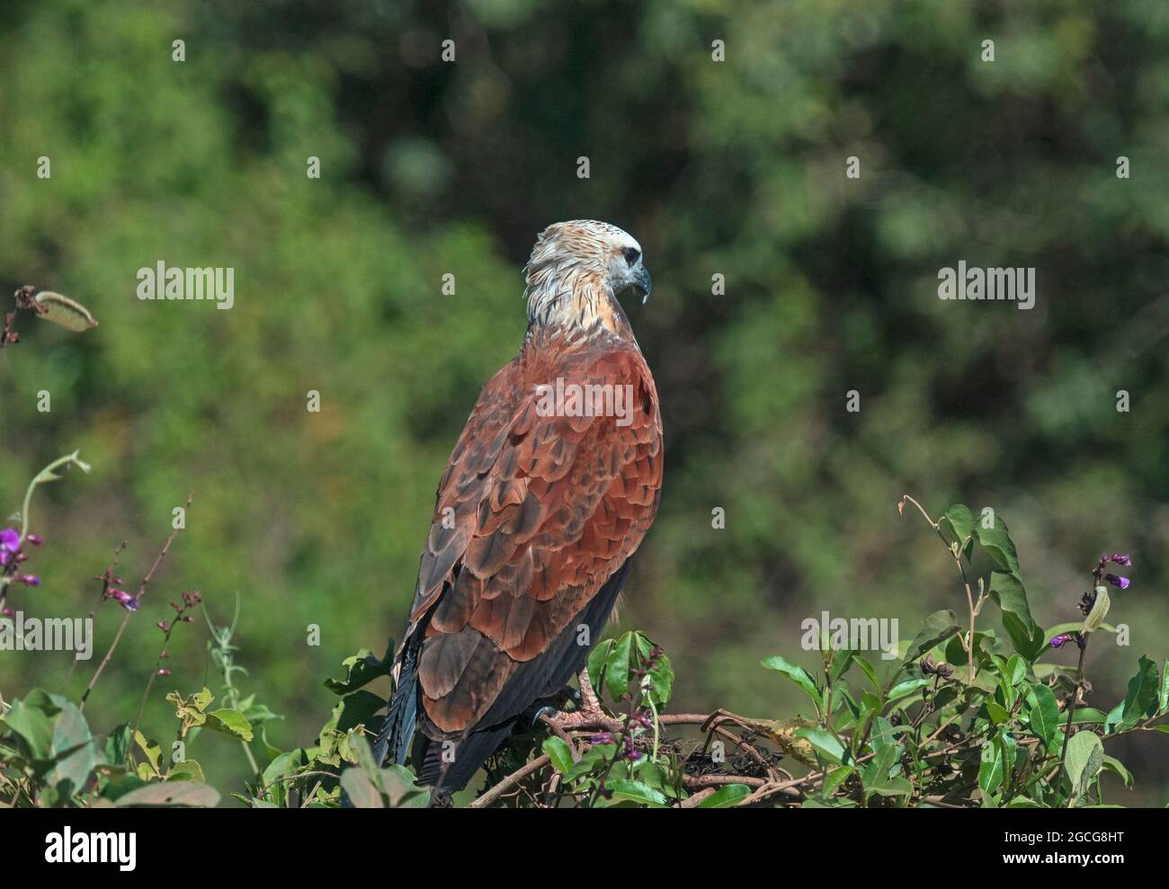 A Black Collared Hawk in the Wetlands on the Pantanal in Brazil Stock ...