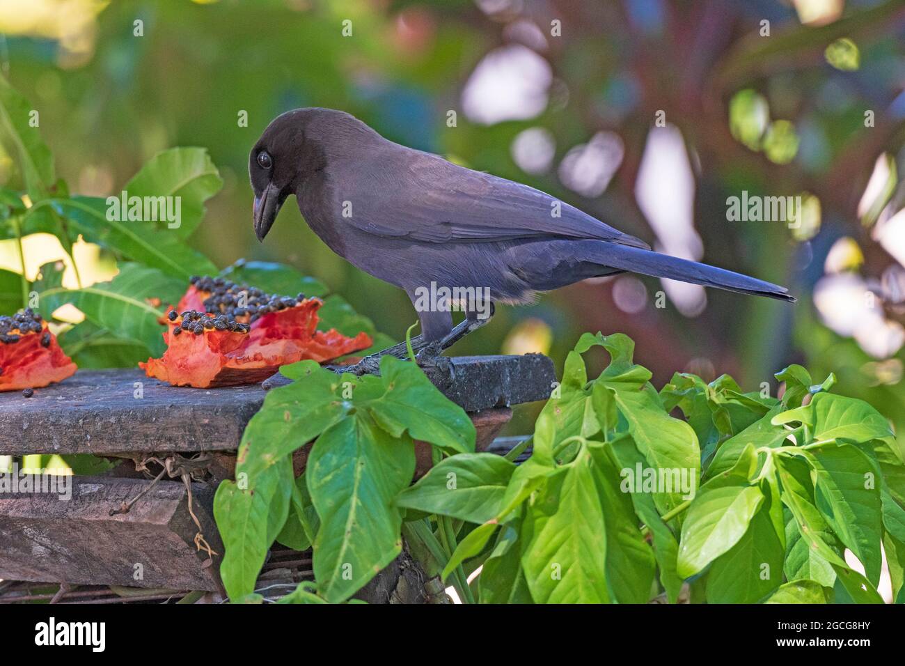 Giant Cowbird Feeding on a Mango in the Pantnal in Brazil Stock Photo ...