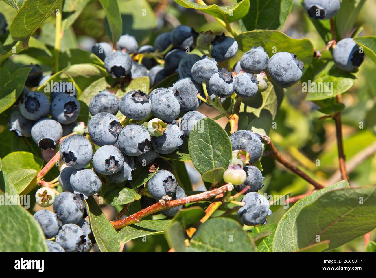 Healthy blueberry plant leaves hi-res stock photography and images - Alamy