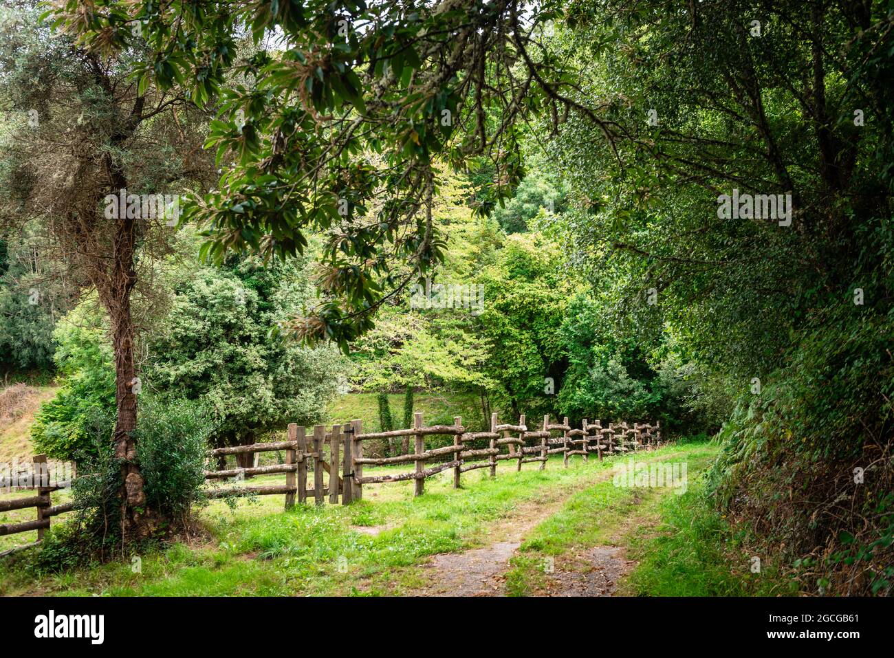 Path through trees and meadows with a wooden fence on one side Stock ...