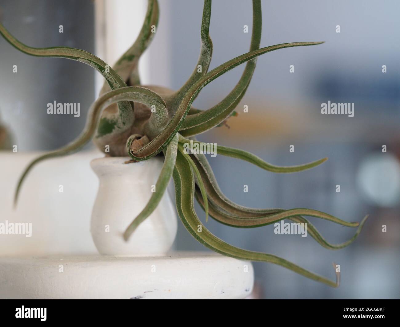 A Single Tillandsia caput-medusae - a Medusa Air Plant Stock Photo - Alamy