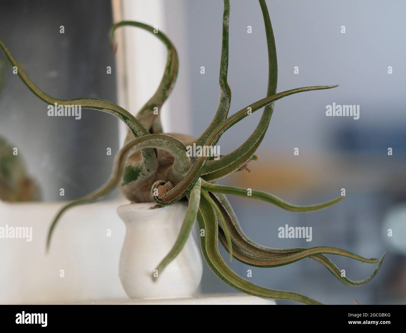 A Single Tillandsia caput-medusae - a Medusa Air Plant Stock Photo - Alamy