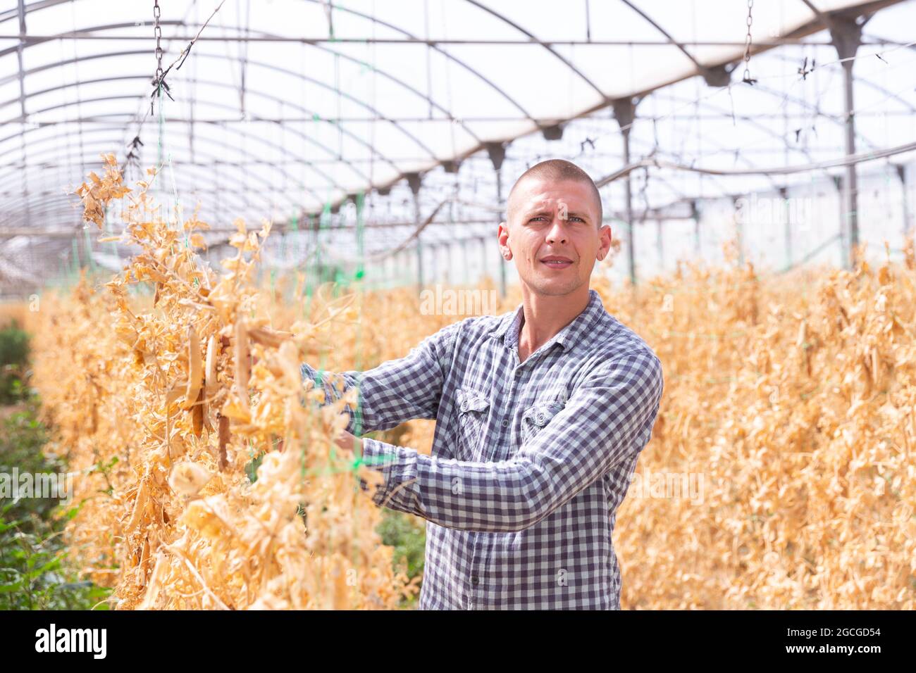 Man gardener while harvesting of beans Stock Photo - Alamy