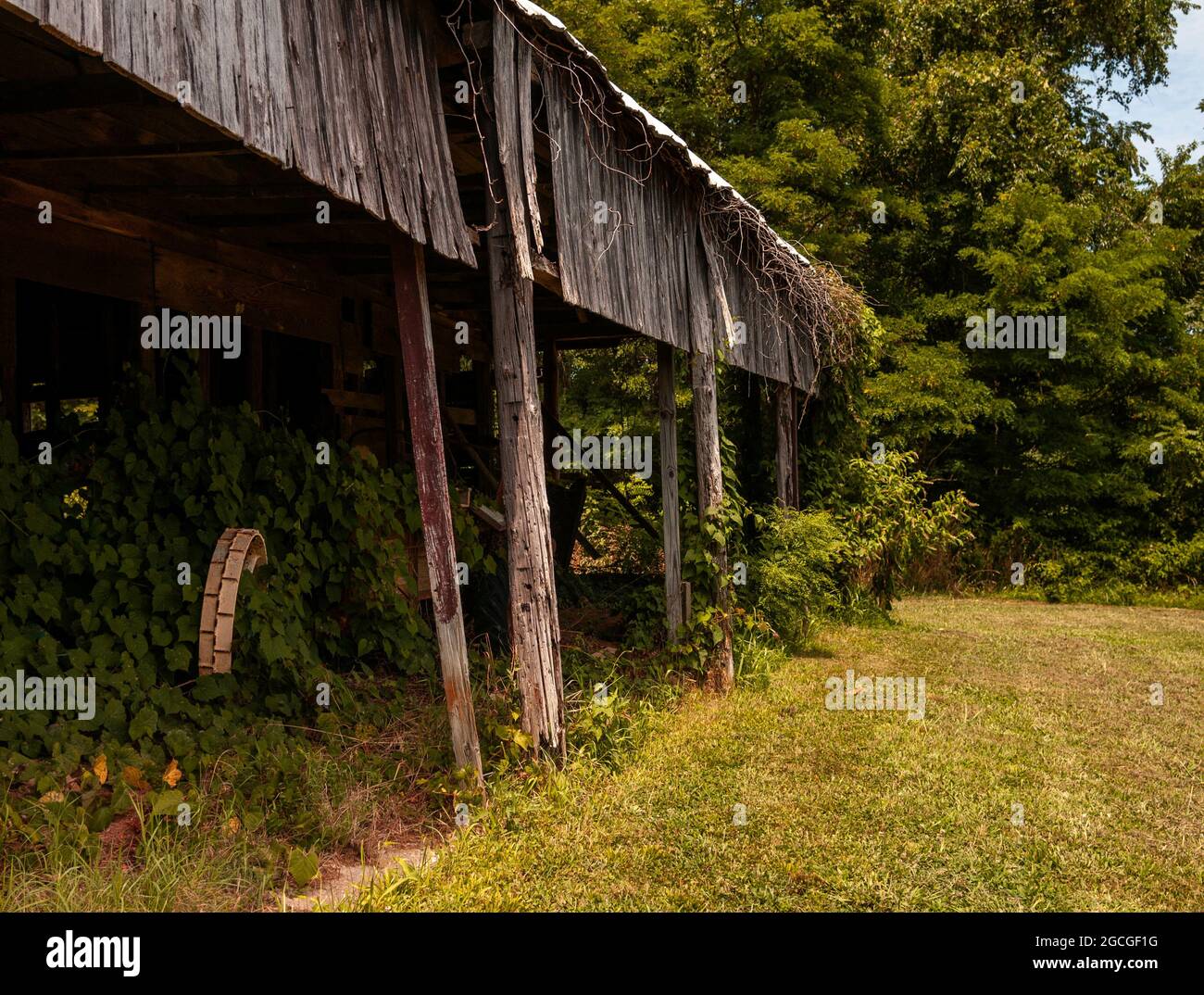 Old wooden horse stable in a garden covered in greenery under the ...