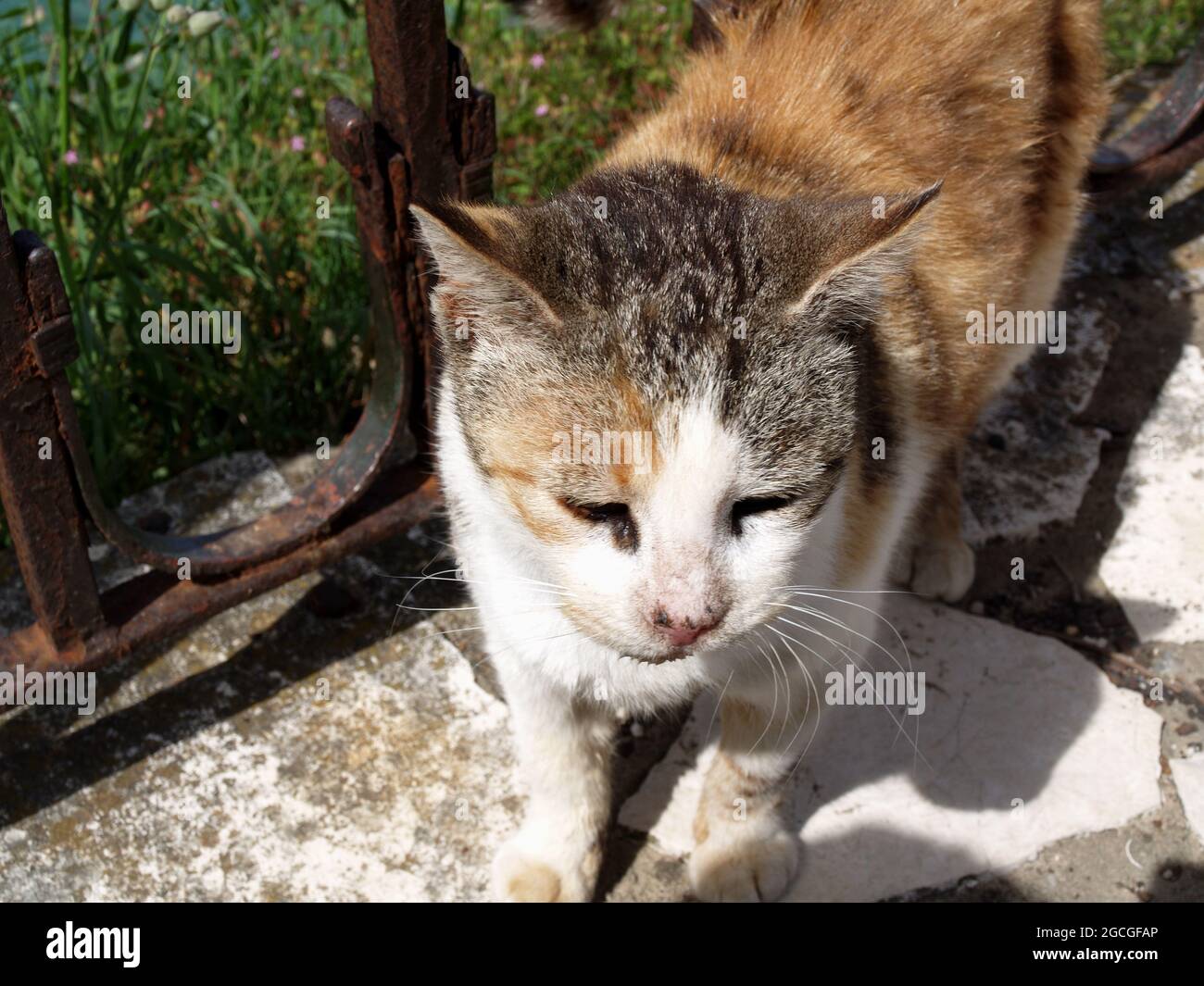 Friendly tortoise shell cat in Kassiopi, Corfu, Greece Stock Photo - Alamy