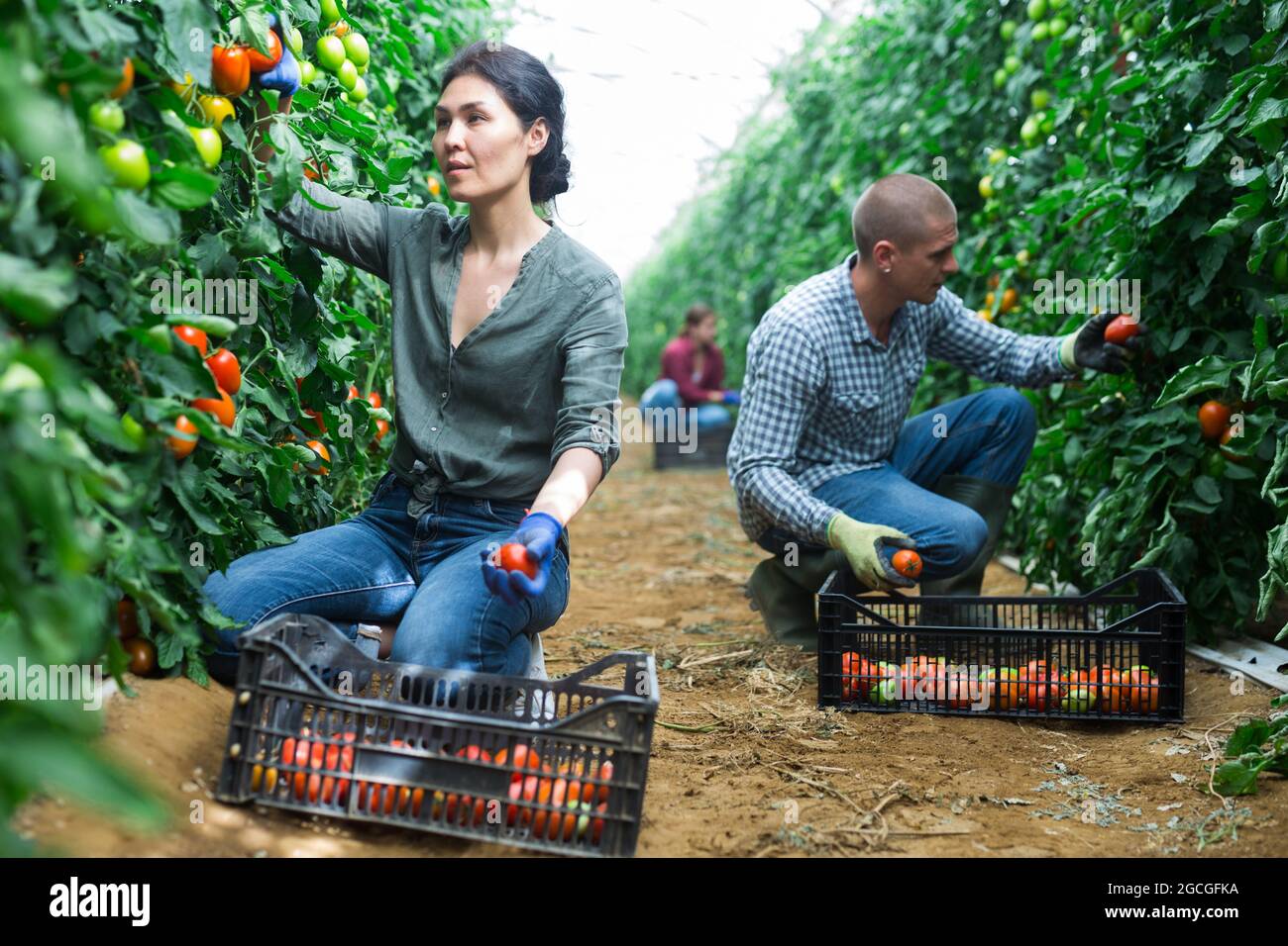 Group of workers picking tomatoes Stock Photo - Alamy