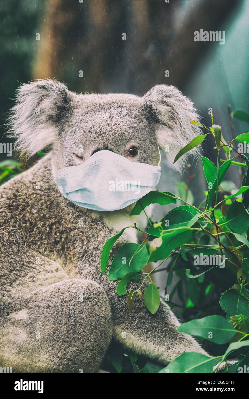 Funny Australia wilderness animals wearing face mask for coronavirus ...